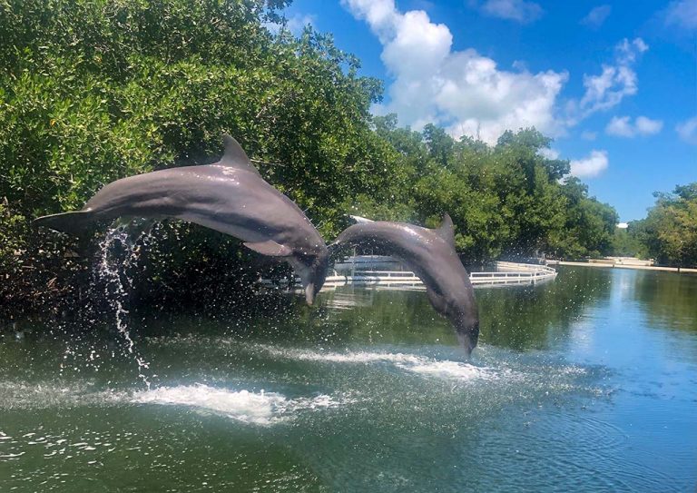 10 Fun Things to Do in the Florida Keys with Kids - CaddyWampus Life